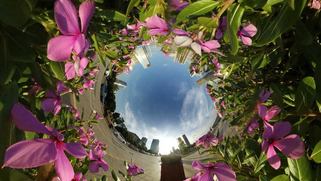 How to capture a sea of flowers